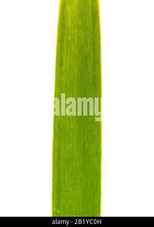 a reed structure Stock Photo - Alamy