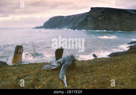 Oil tanker MV Braer aground at Garths Ness Shetland 6th January 1993 ...