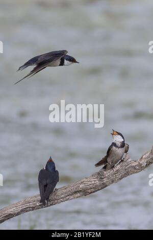 White-throated Swallow (Hirundo albigularis) Aves Stock Photo - Alamy