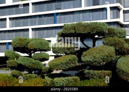 perfectly shaped green coniferous shrubs in public park with modern ...