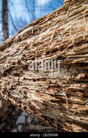 Rotten spruce stump in Bohinj forest Stock Photo - Alamy