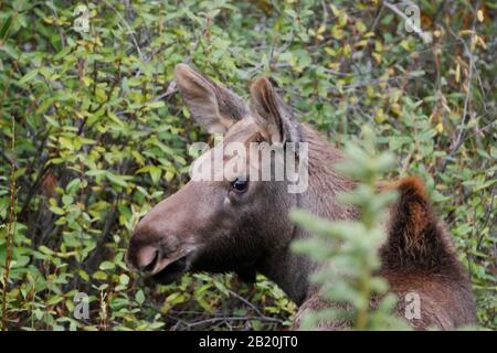 Timid female moose hiding in the trees Stock Photo - Alamy
