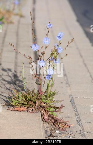 Common chicory (Cichorium intybus) Roadside flowers, Buffalo National ...