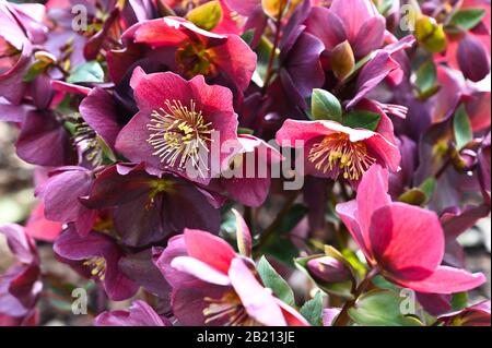 Red roses in the snow in winter, Belgium Stock Photo - Alamy