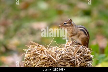 Cute little Chipmunk poses on a holiday box, in this sweet Christmas ...