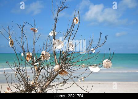 Branch on Anna Maria Island Beach that people have placed Sea Shells on ...