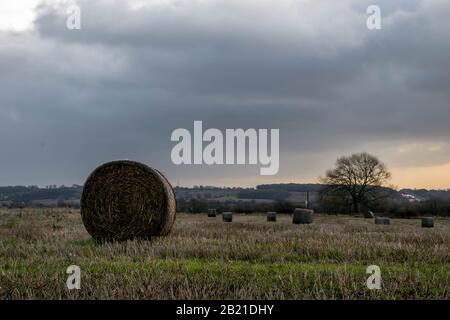 Single haymow in golden hour morning Stock Photo - Alamy