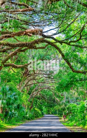 Gainesville, Florida tunnel canopy on street road of Southern live oak ...