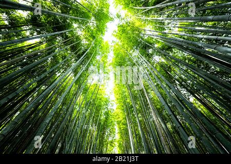 Low Angle View Of Bamboo Grove In Forest Stock Photo - Alamy