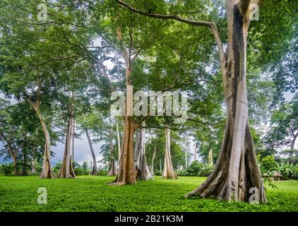 giant Ficus albipila with mighty buttresses at Permatan Forest on the ...