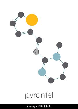 The structure of the roundworm. Ascaris Stock Photo - Alamy