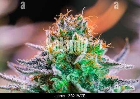 Cannabis Plant Flower HDR Stock Photo - Alamy