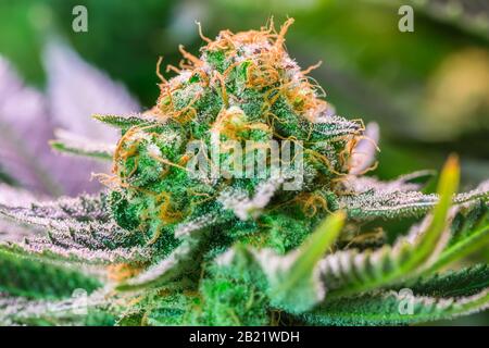 Cannabis Plant Flower HDR Stock Photo - Alamy