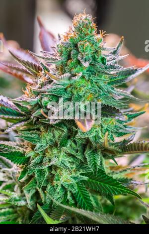 Cannabis Plant Flower HDR Stock Photo - Alamy