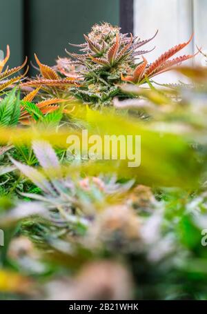 Cannabis Plant Flower HDR Stock Photo - Alamy
