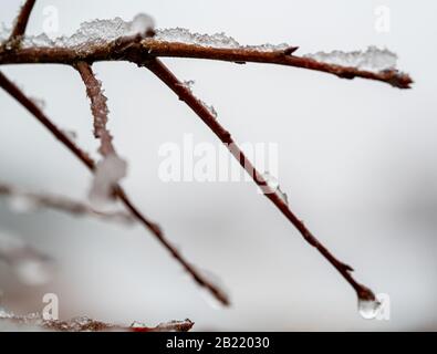 Snow-covered tree branches during winter snowfall. Natural cold season ...