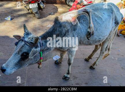 Mutant Cow with Extra Leg Stock Photo - Alamy