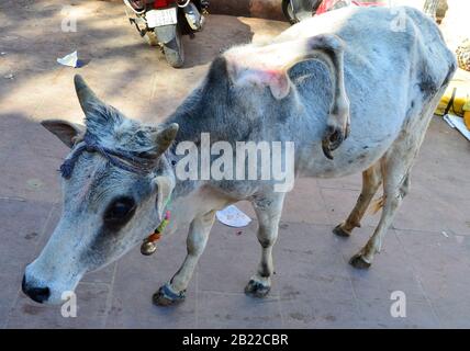 Mutant Cow with Extra Leg Stock Photo - Alamy