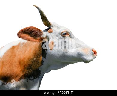 spotted cow isolated on white background Stock Photo - Alamy