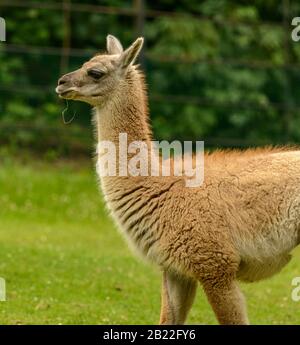 Portrait of chewing Lama Stock Photo - Alamy