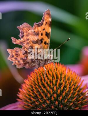 The comma butterfly on a red flower with yellow center with comma ...