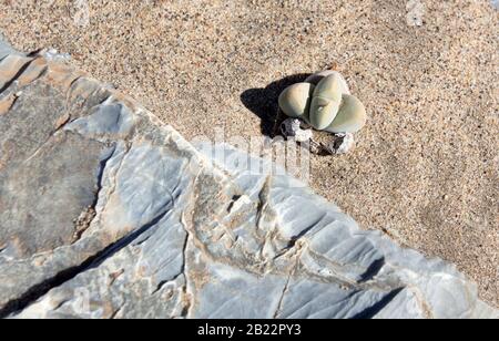 Plants after rain in Namibia desert, Namibia Stock Photo - Alamy