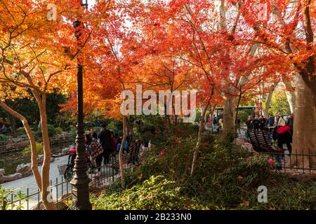 Maple leaves in Shanghai, China, 27 November, 2025. (Photo by ...