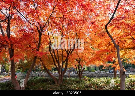 Maple leaves in Shanghai, China, 27 November, 2025. (Photo by ...