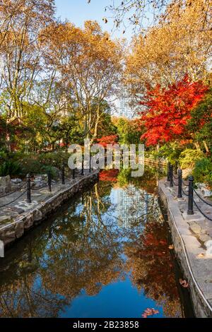 Maple leaves in Shanghai, China, 27 November, 2025 Stock Photo - Alamy