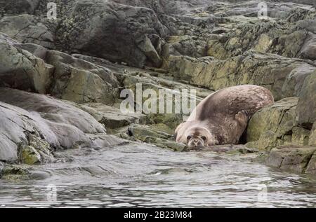Weddell Seal; Leptonychotes weddellii, at Foyn Harbour, Wilhelmina Bay ...