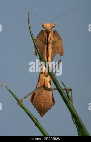 A Dead Leaf Mantis, Deroplatys desiccata. Photographed in the Cameron ...