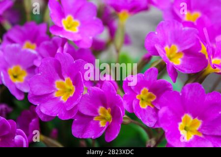 Purple buttercups on a flower bed as a background Stock Photo - Alamy