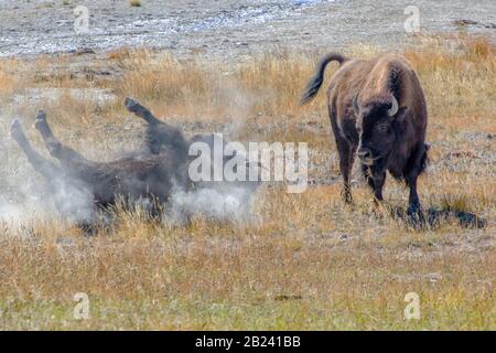 Male American bison (Bison bison) in wallow in Yellowstone National ...