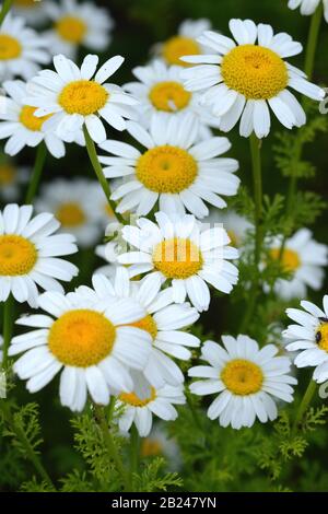 Bertram, J. G Stock Photo - Alamy
