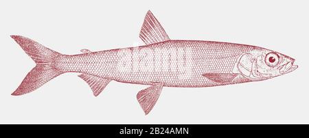 Great Lakes of North America, freshwater lakes, gray political map ...