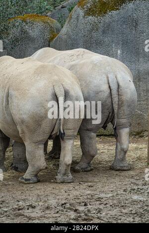 White rhinoceros (Ceratotherium simum) from Zimanga Private Reserve ...