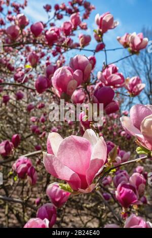 close up of a Magnolia tree with beautiful pink flowers Stock Photo - Alamy