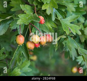 Sloe Unripe Fruit of the Blackthorn Tree Prunus spinosa Stock Photo - Alamy