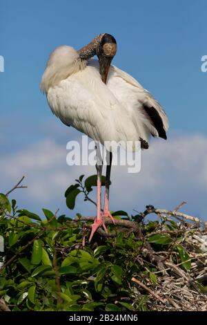 Wood stork (Mycteria americana) feet, Wakodahatchee Wetlands, Delray ...