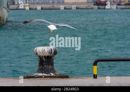 Bollard for mooring ships stained by seagull droppings Stock Photo - Alamy
