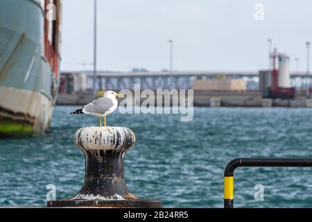 Bollard for mooring ships stained by seagull droppings Stock Photo - Alamy