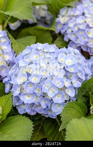 Garten-Hortensie, Hydrangea macrophylla FOREVER & EVER Pink,, Garden ...
