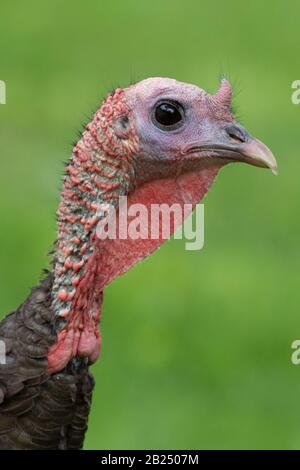 A wild turkey photographed in Massachusetts Stock Photo - Alamy