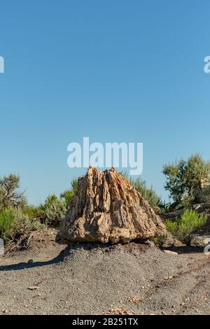 Petrified wood detail North Dakota Stock Photo - Alamy
