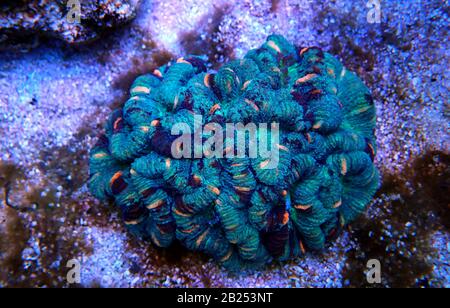 Wellsophyllia folded open brain LPS coral Stock Photo - Alamy