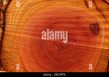 Annual growth rings on logged tree texture background Stock Photo - Alamy