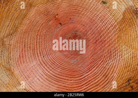Annual growth rings on logged tree texture background Stock Photo - Alamy