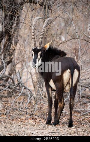 Sable Antelope (Hippotragus niger), Ant's Hill Reserve, near Vaalwater ...