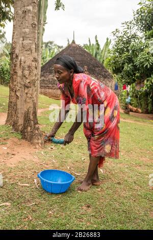 Making of false banana bread-kocho - from the enset plant in a village ...