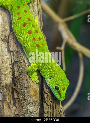 Portrait of a gecko sitting on a plant, Indonesia Stock Photo - Alamy